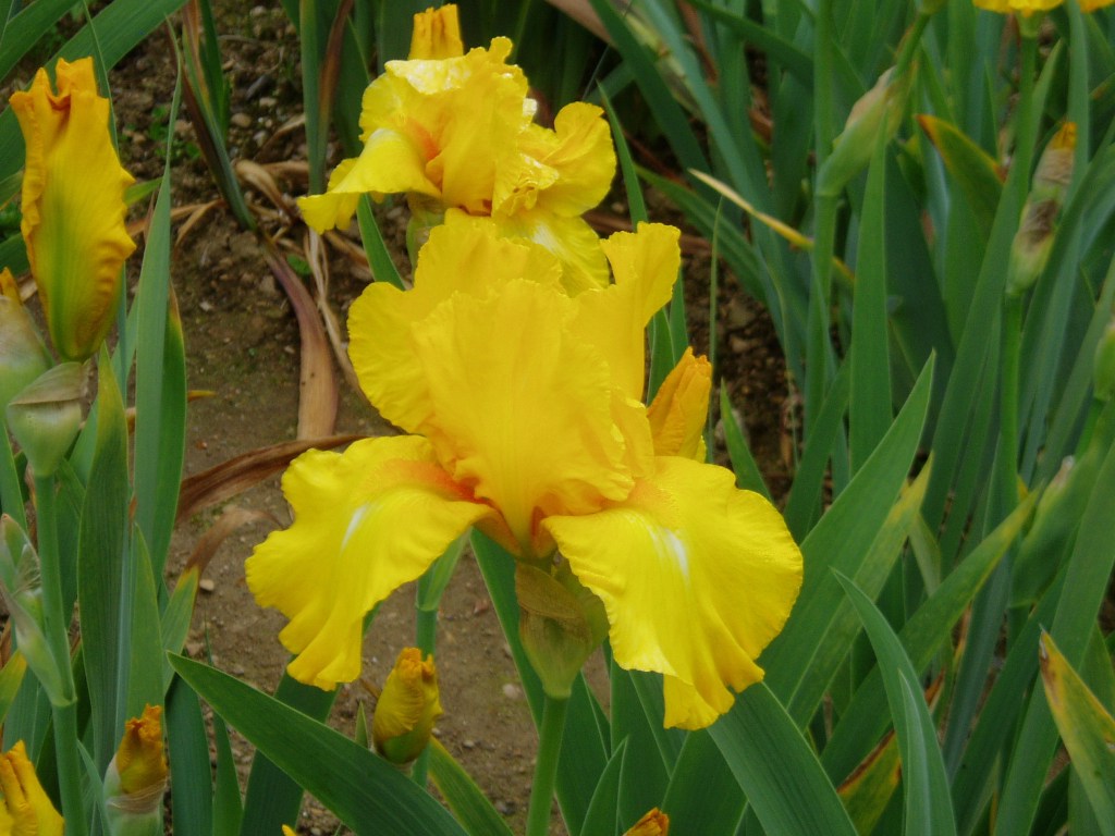 Ted Baker’s Iris | Garden Variety Life