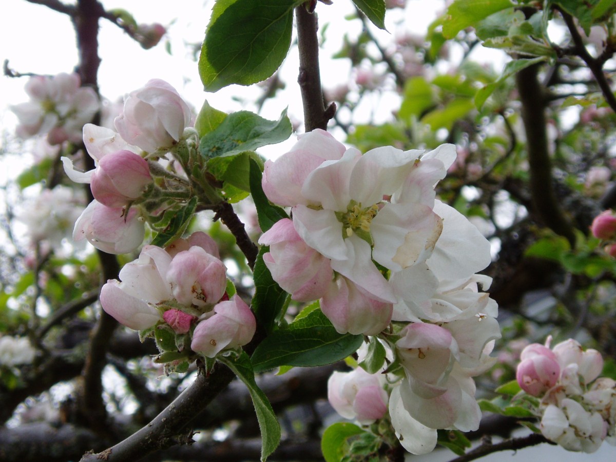 The Promise of Apples in 5 Steps | Garden Variety Life