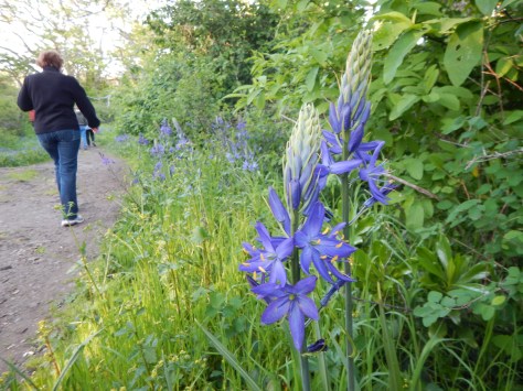 Camas Identification | Garden Variety Life