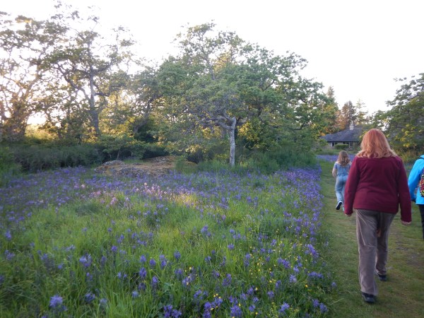 Camas Identification | Garden Variety Life