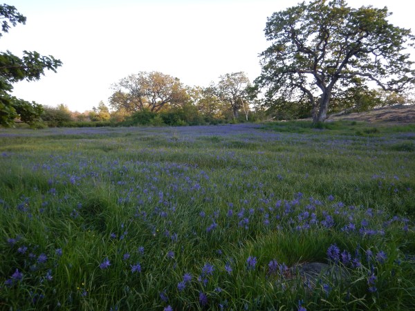 Camas Identification | Garden Variety Life