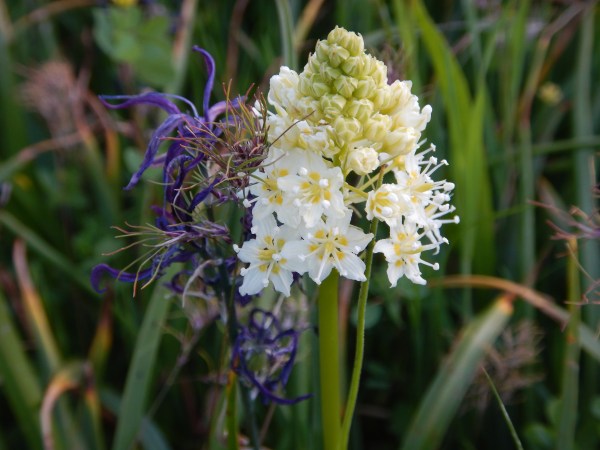 Camas Identification | Garden Variety Life