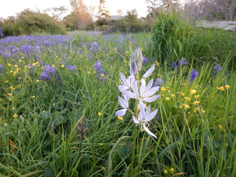 Camas Identification | Garden Variety Life