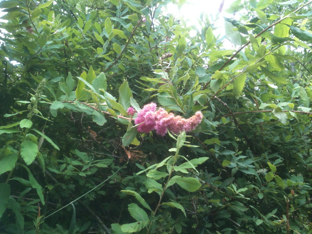 Hardhack | Garden Variety Life