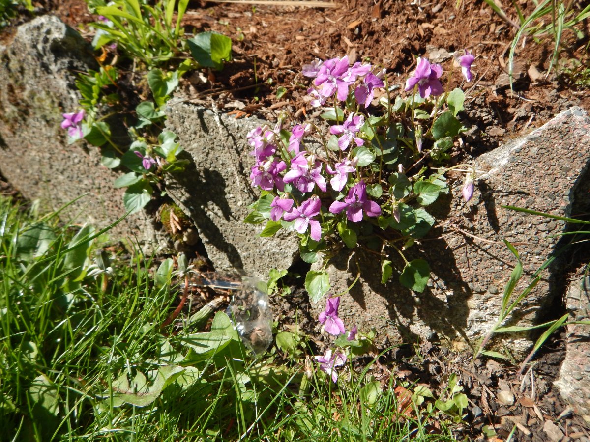 Wild Violet Root System | Garden Variety Life