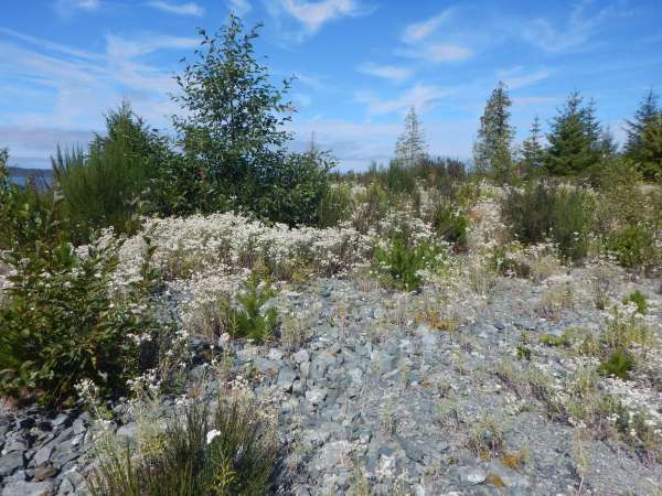 Native Groundcovers | Garden Variety Life