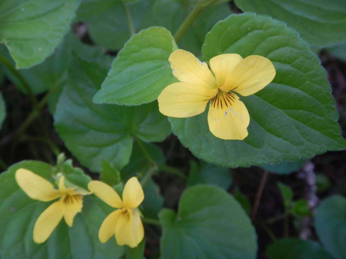 Wild Yellow Violets | Garden Variety Life