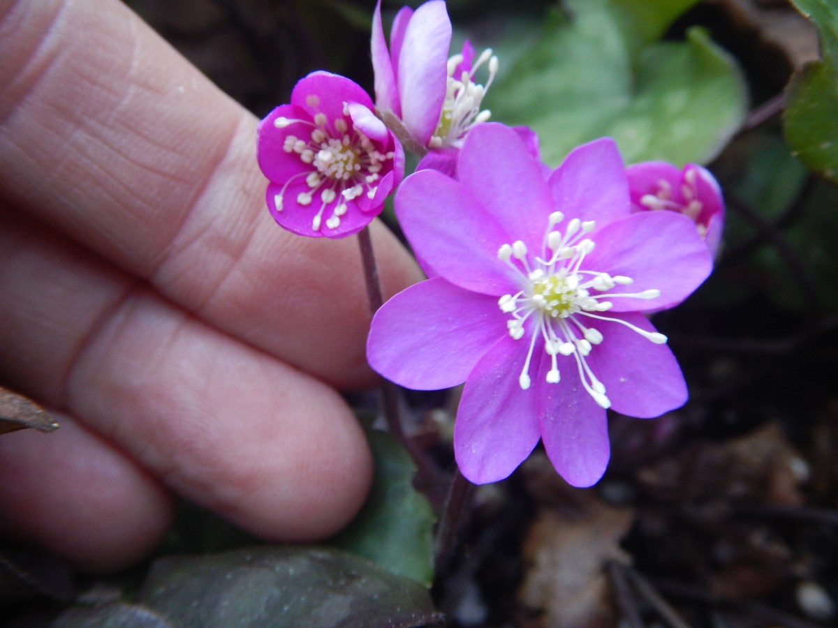 Winter Blooming Hepatica | Garden Variety Life