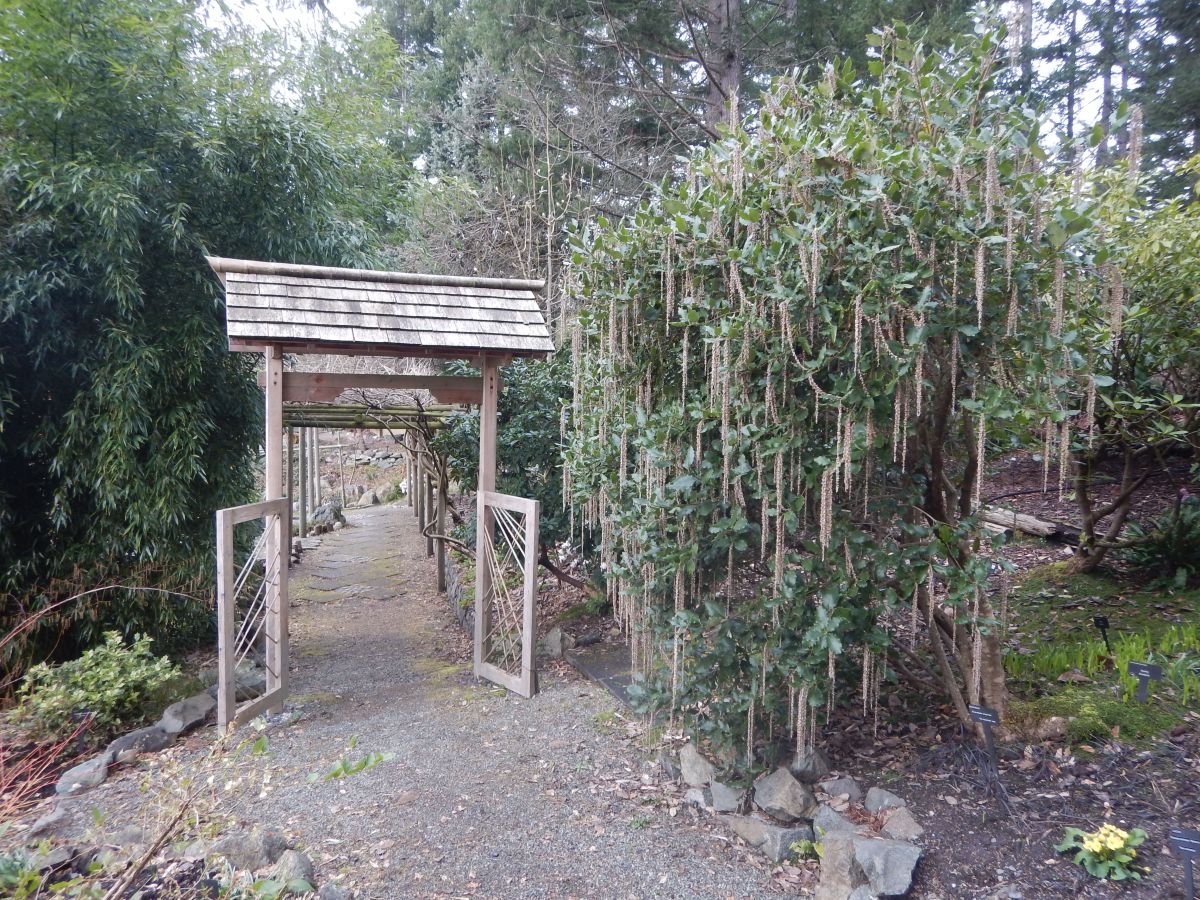 Silk Tassel Bush, Garrya Elliptica | Garden Variety Life